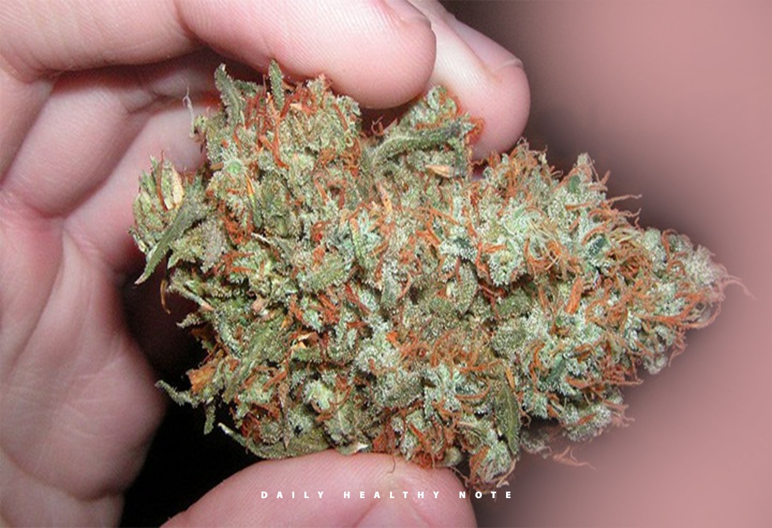 Federal Study Finds Marijuana 100X Less Toxic Than Alcohol, Safer Than ...